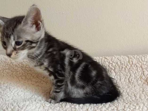 Buy and sell Savannah kittens and cats online | Savannah Owners