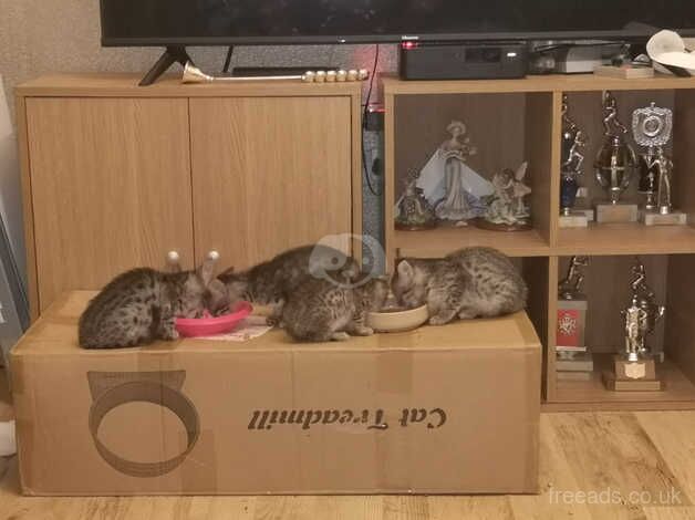 Buy and sell Savannah kittens and cats online | Savannah Owners