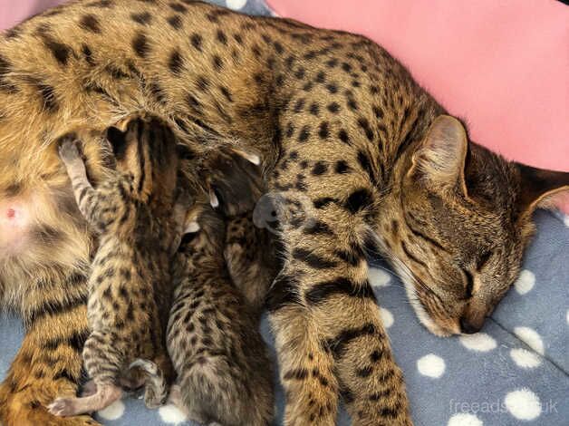 Buy and sell Savannah kittens and cats online | Savannah Owners