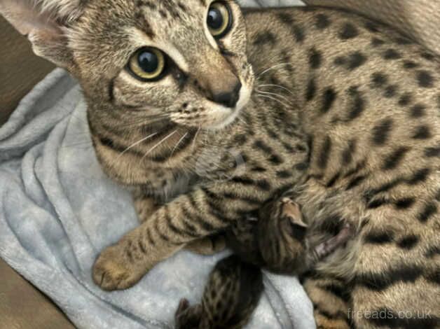 Buy and sell Savannah kittens and cats online | Savannah Owners